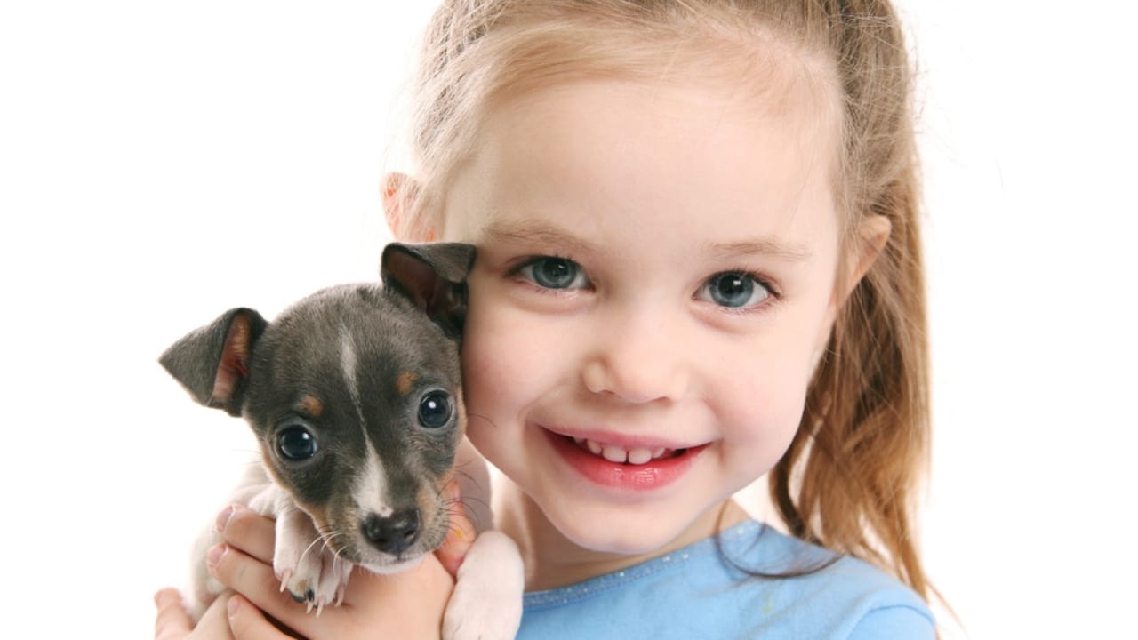 10 Reasons Why Rat Terriers Might Become Your New Favorite Dog Breed
