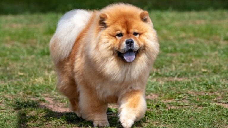 8 Chow Chow Coat Colors & Patterns That Make Them Unforgettable