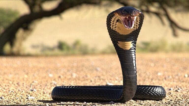 15 Venomous Facts About the King Cobra That Will Strike You