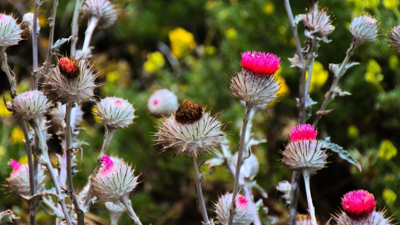 10 Nesting Plants to Attract & Support Thriving Hummingbirds