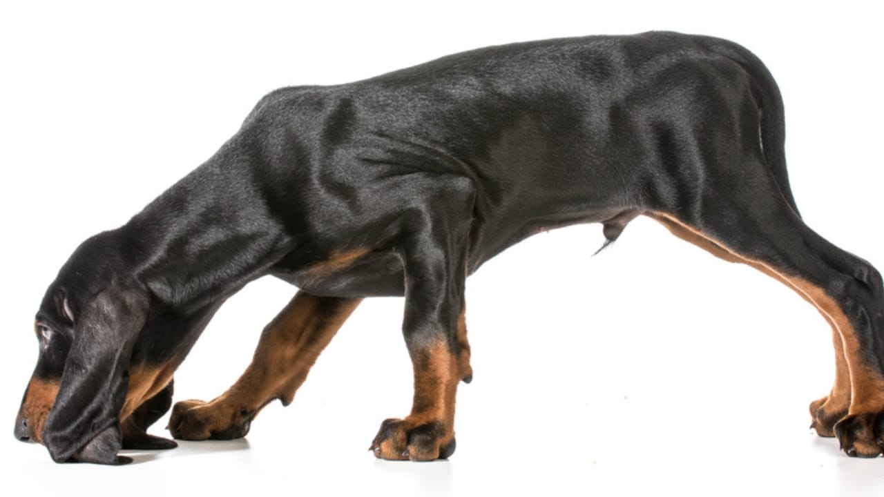 George Washington Loved These Dogs: On & Off the Battlefield