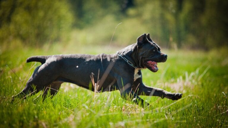 9 Things Anyone Considering a Cane Corso Should Know