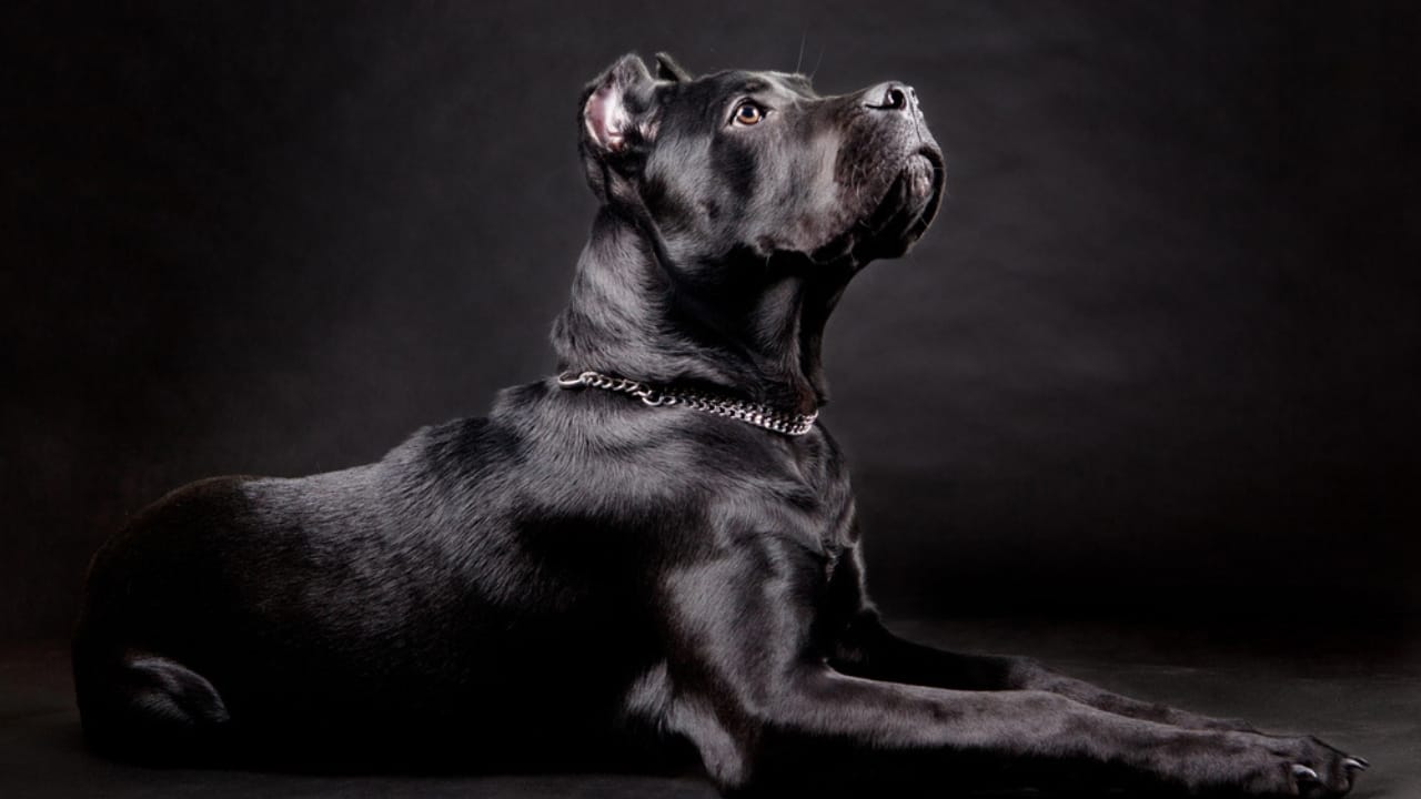 9 Little-Known Historical Truths About Cane Corso Dogs