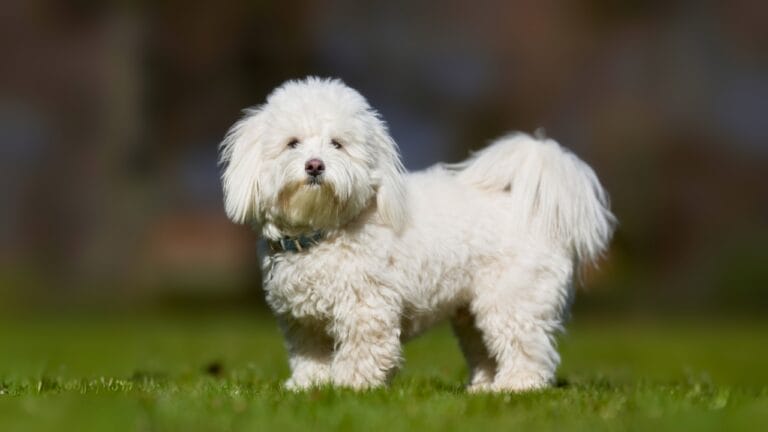 15 Dog Breeds Known for Their Fluffy, Cuddly Puppies