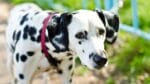 10 Things Only Dalmatian Aficionados Truly Know