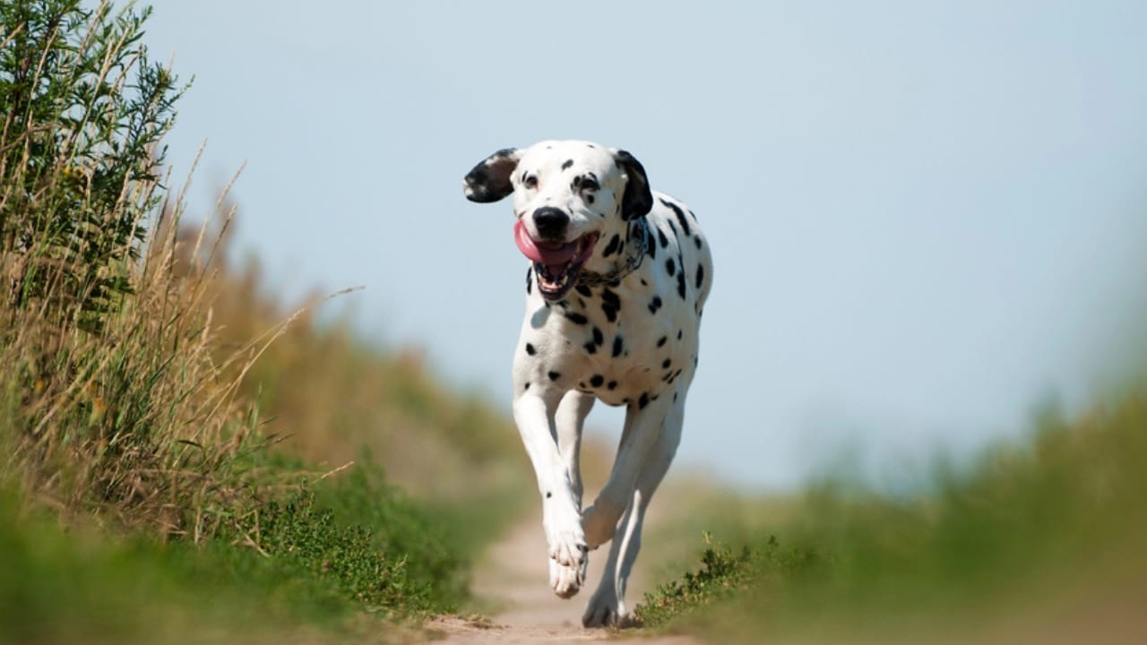 10 Things Only Dalmatian Aficionados Truly Know