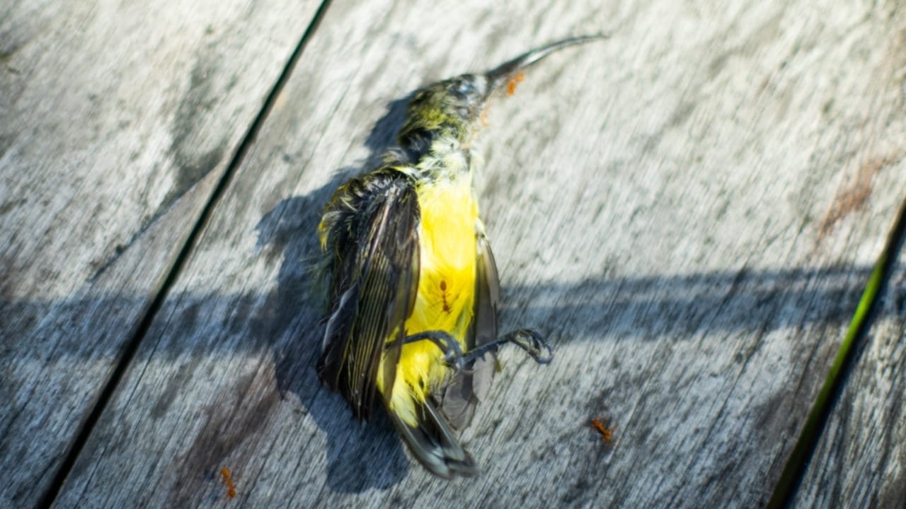 The Secret Lives of Hummingbirds: 8 Interesting Facts Most People Don't ...
