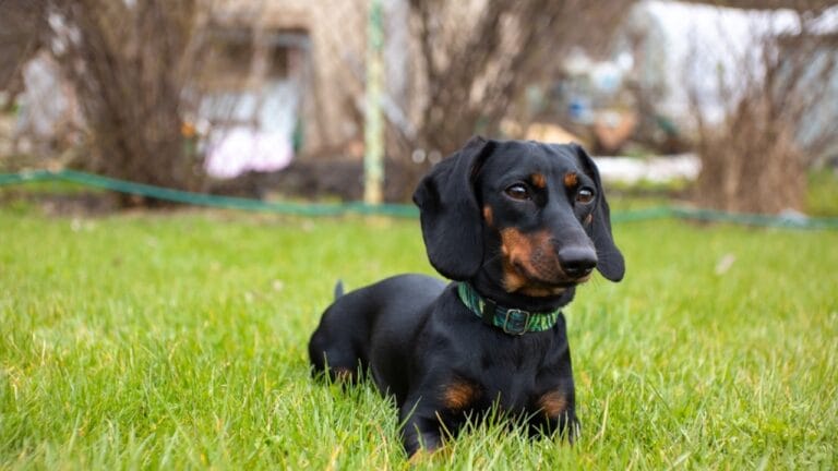 11 Facts About Dachshunds That Will Surprise You