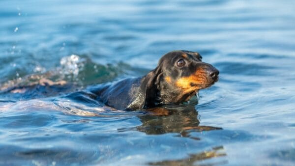 11 Facts About Dachshunds That Will Surprise You