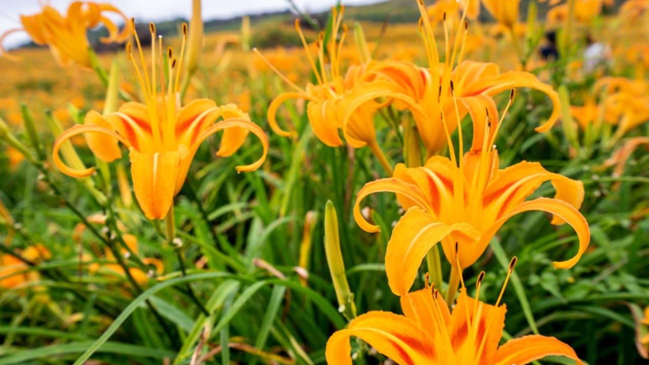 40 of the Most Gorgeous Flowers in the World