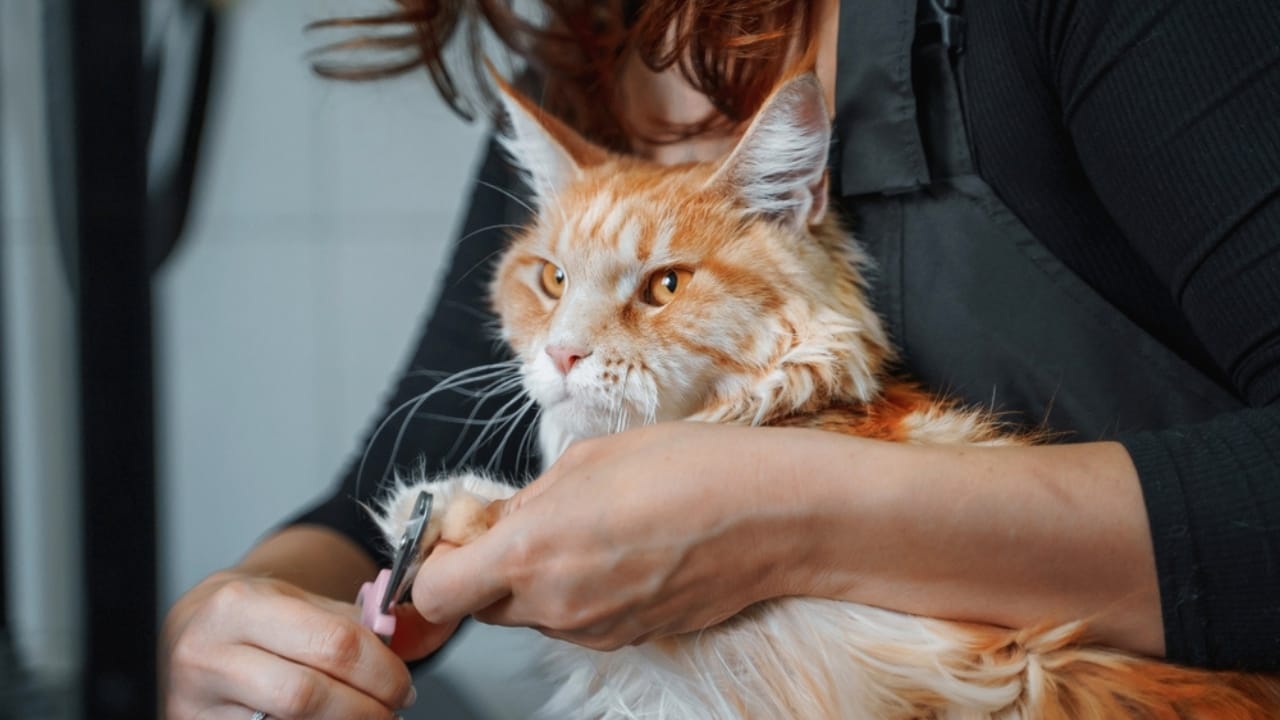 Kitty Calisthenics: 11 Meanings Behind Your Cat's Signature Stretch