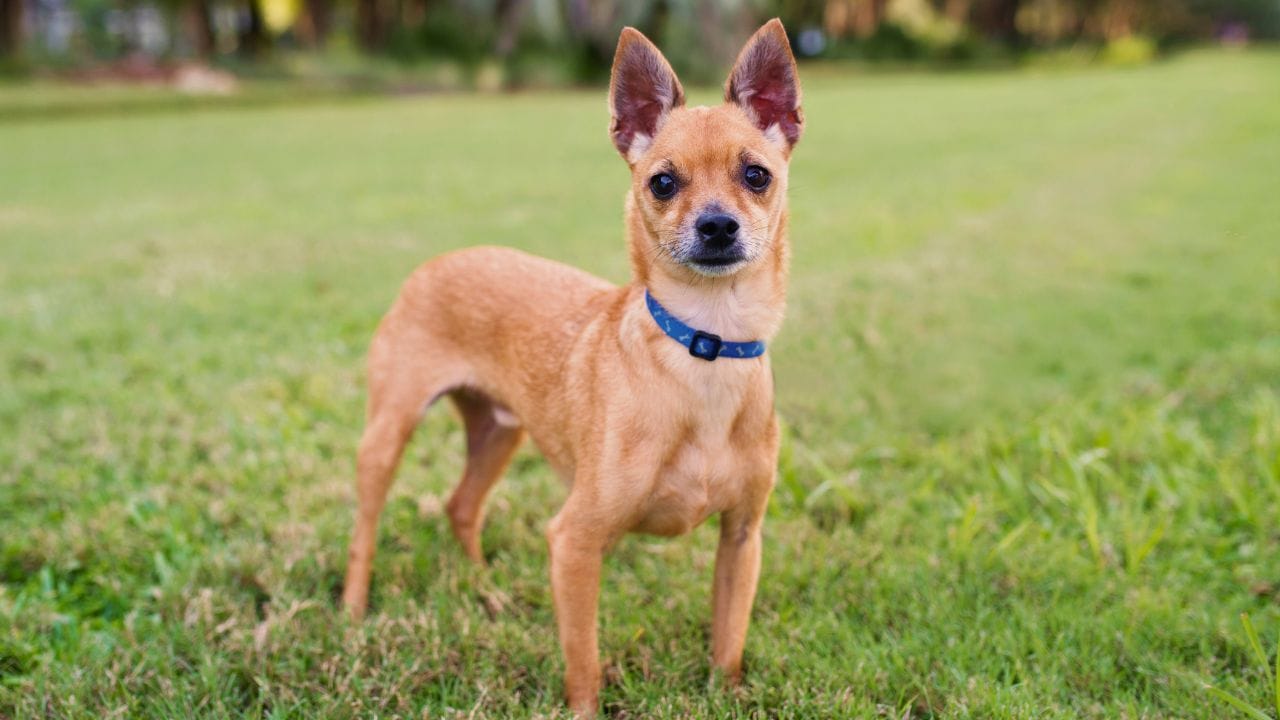 7 Different Types of Chihuahua Breeds Most People Don't Know About