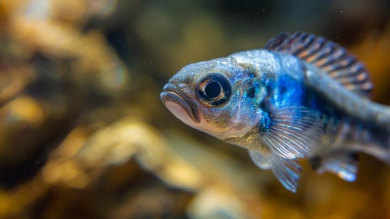 The World's Rarest Fish Thrives in an Unexpected Place—Nevada