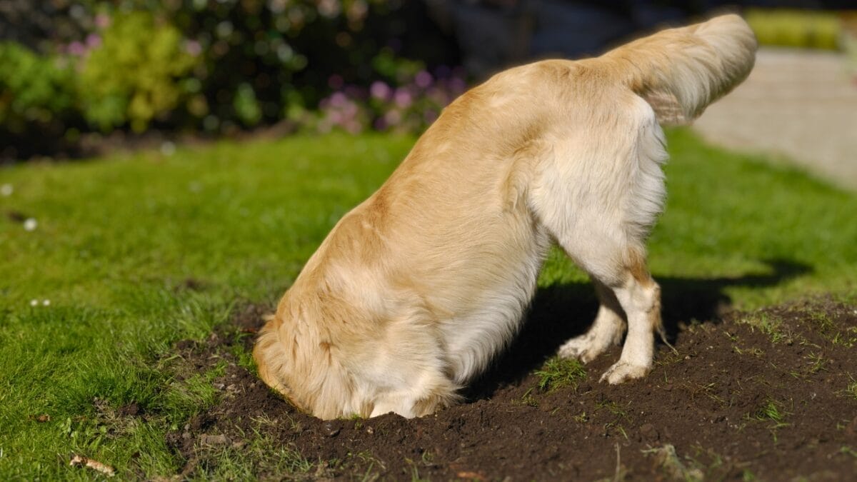 12 Dog Breeds That Might Turn Your Yard into a Dig Site