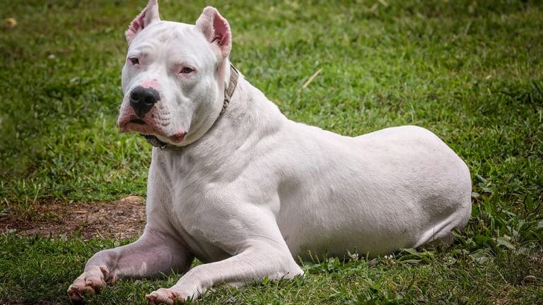 16 Mastiff Breeds That Prove Big Dogs Have Bigger Hearts