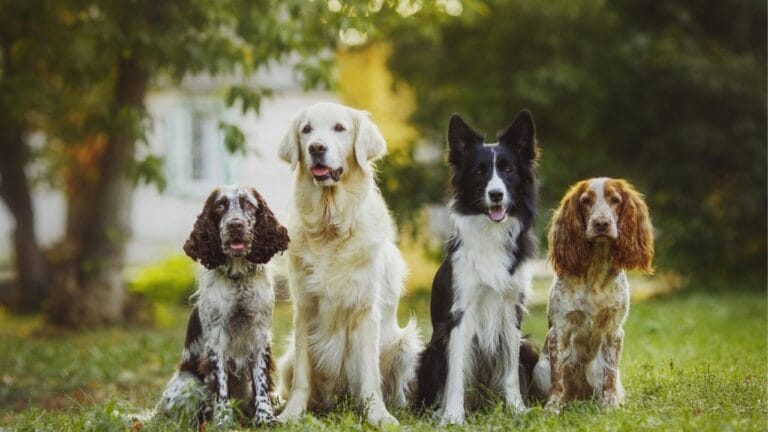 A Small Country's Big Impact on the Dog World - 10 Lovable Dutch Dog Breeds