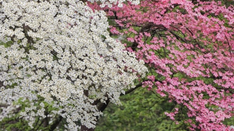 15 Plants to Turn Your Garden into a Hummingbird Haven