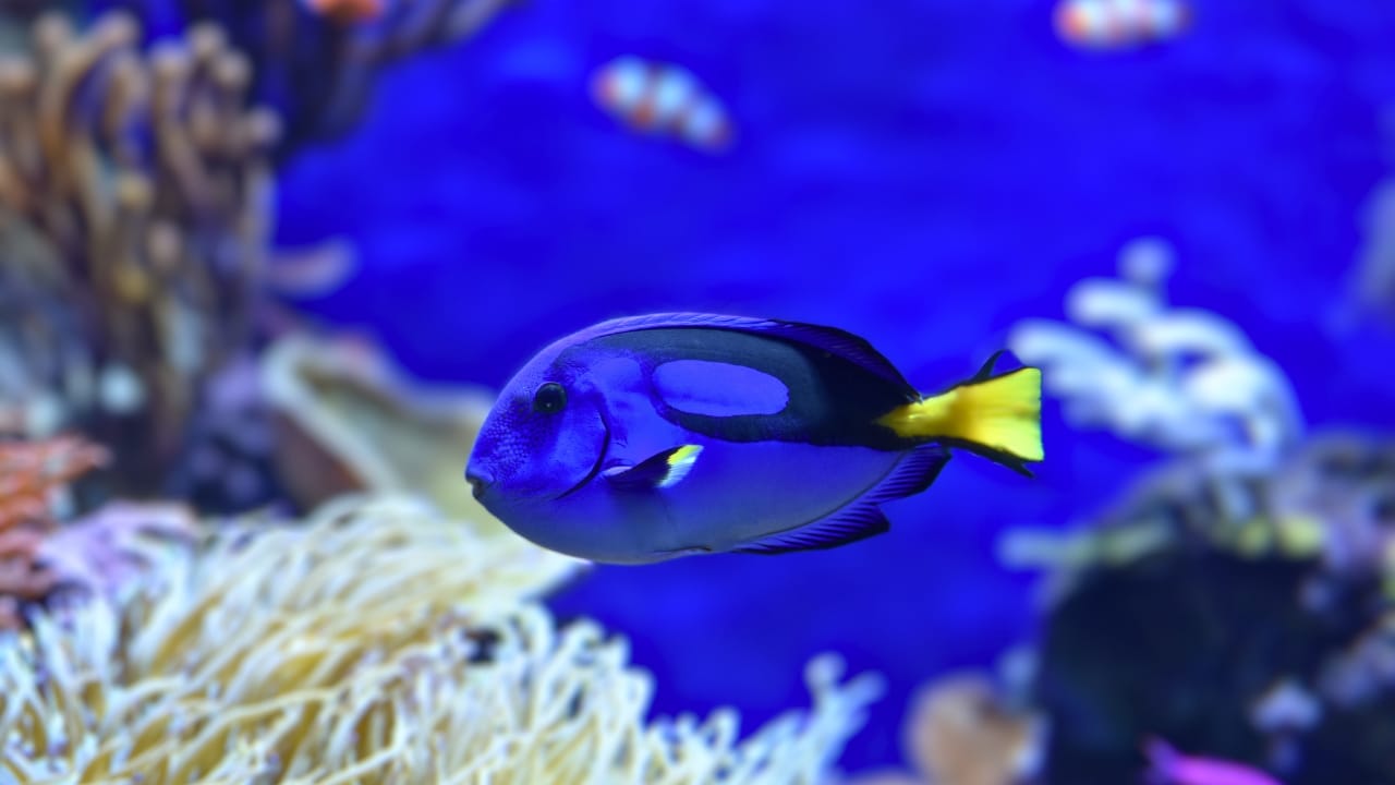 11 Breathtakingly Blue Beauties of the Animal Kingdom