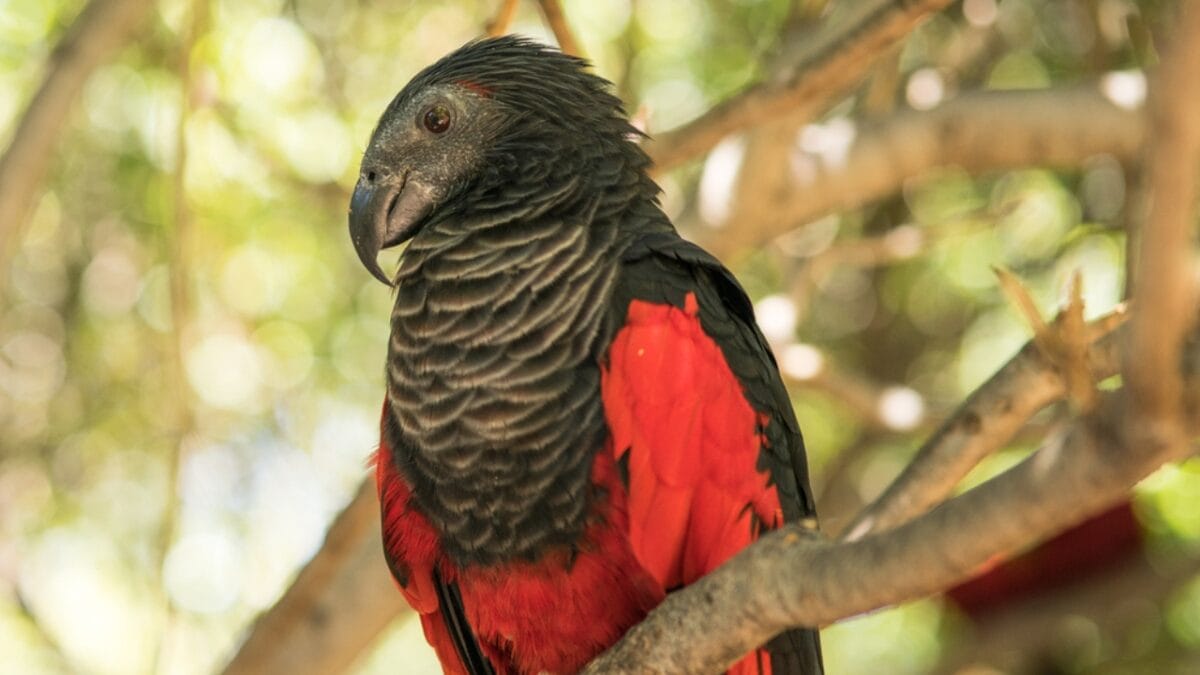 10 Things About the Dracula Parrot You Probably Didn’t Know