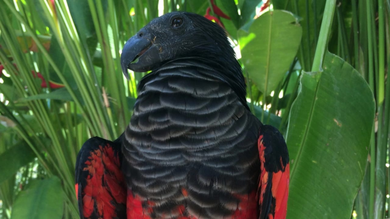 10 Things About the Dracula Parrot You Probably Didn’t Know