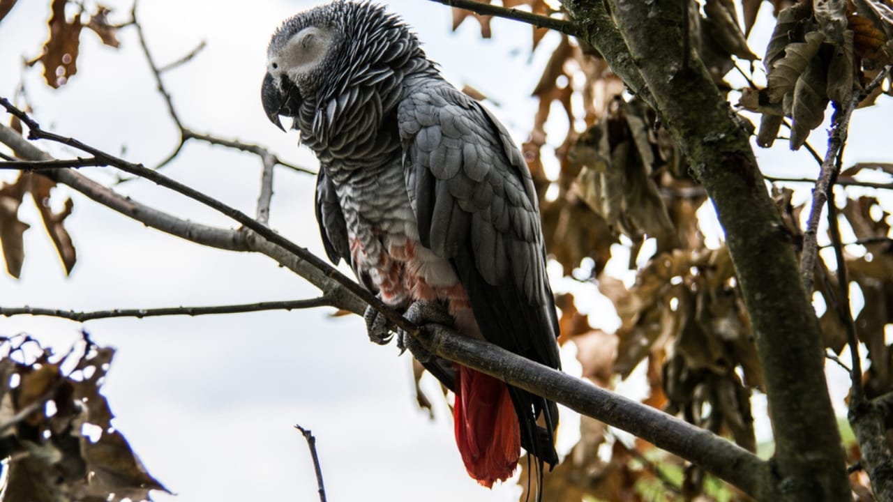 10 Things About the Dracula Parrot You Probably Didn’t Know