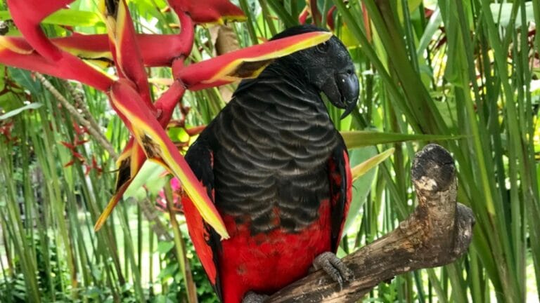 10 Things About the Dracula Parrot You Probably Didn’t Know