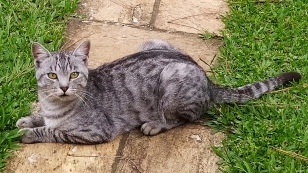 10 Stunning Gray Cat Breeds That Make Perfect Pets