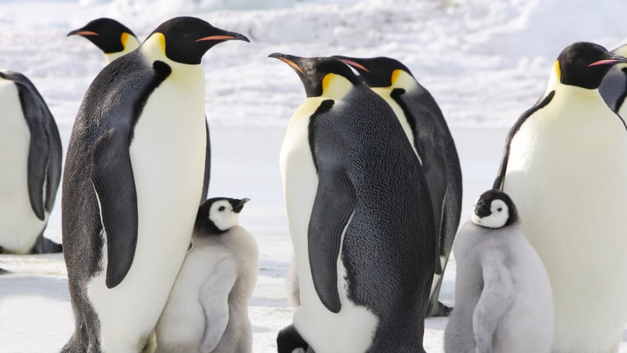 11 Remarkable Animals That Have Mastered Adaptation for Survival