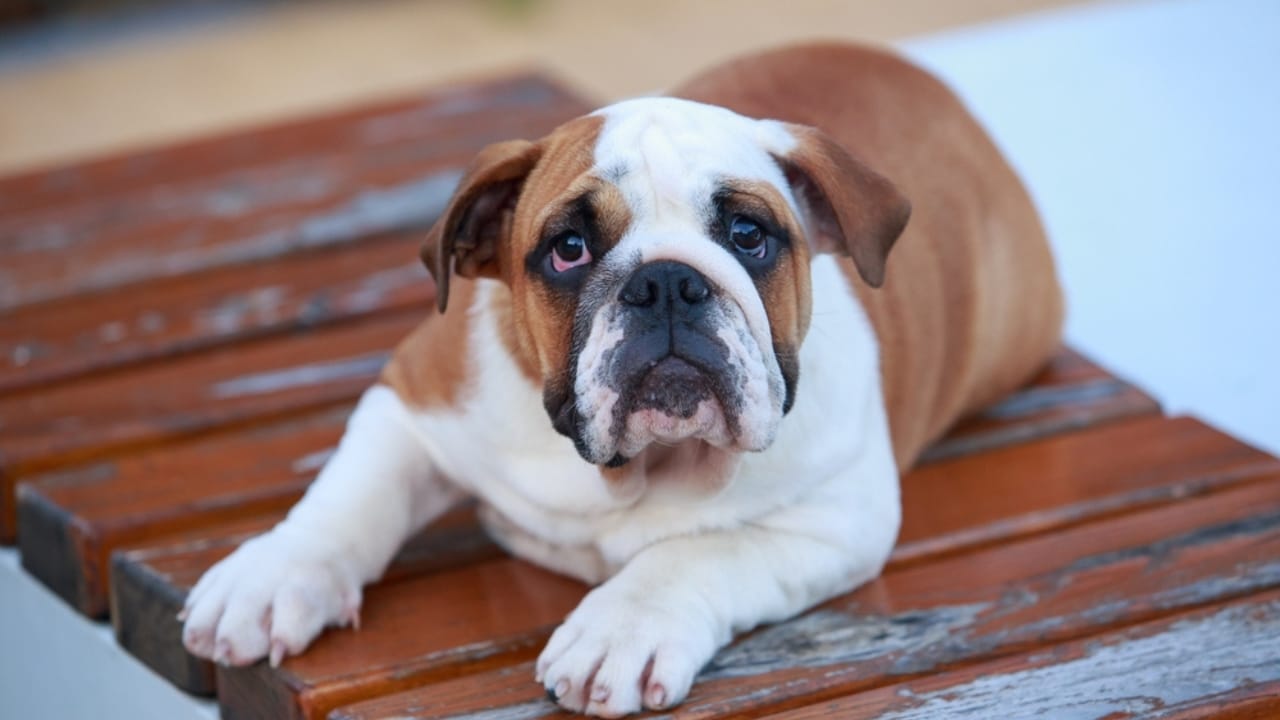 Hold Your Nose: The 9 "Stinkiest" Dog Breeds