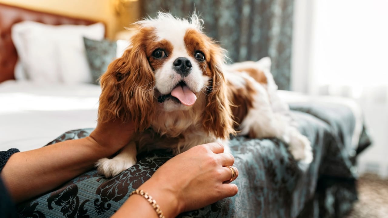 10 Most Lovable English Toy Spaniel Personality Traits That Will Charm ...