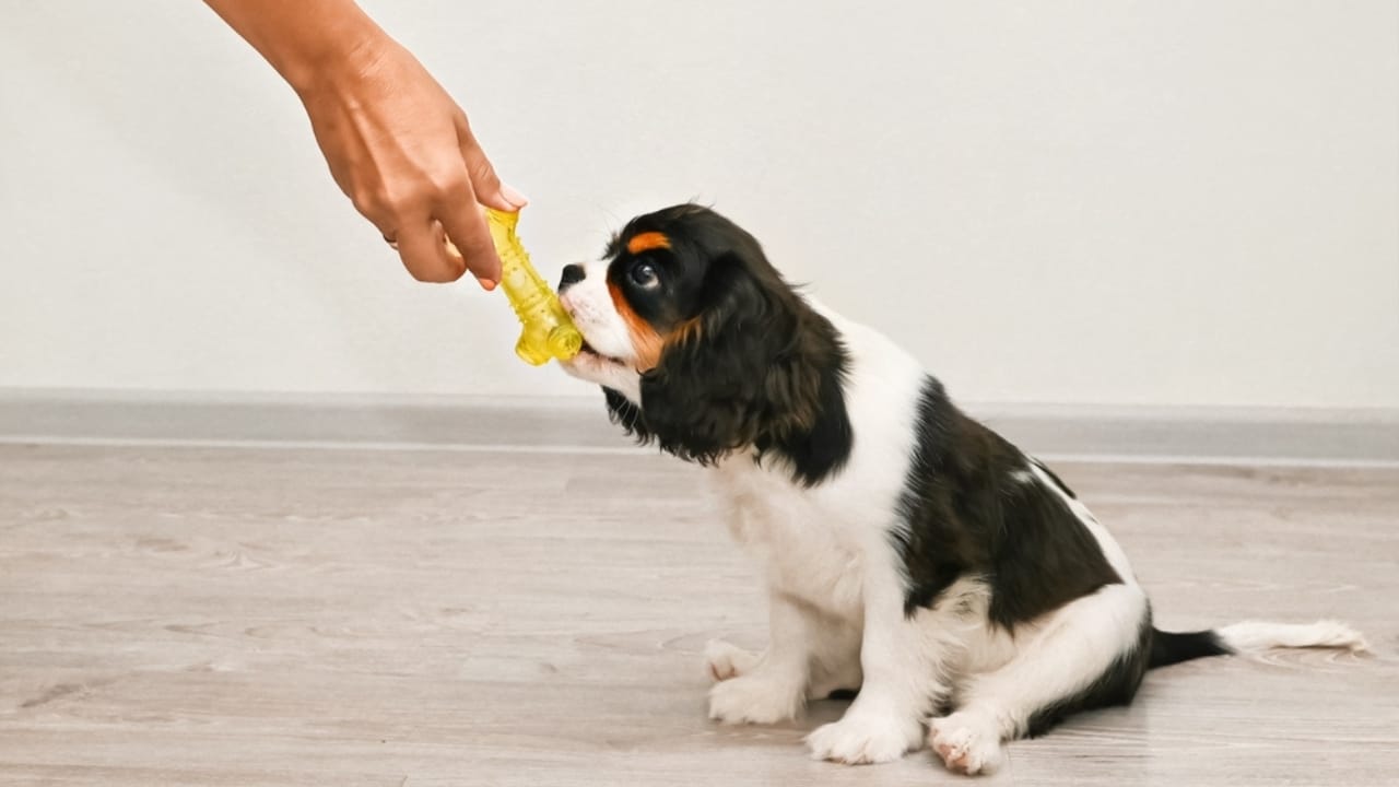 10 Most Lovable English Toy Spaniel Personality Traits That Will Charm ...