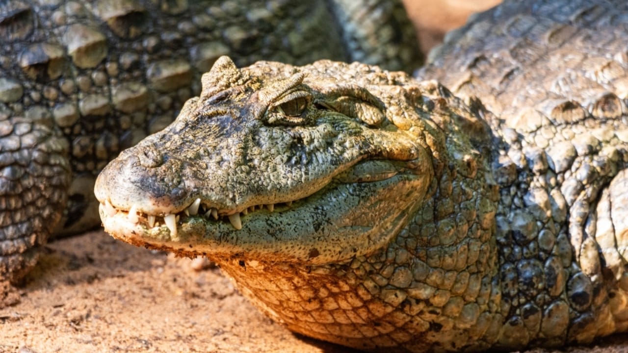 10 Largest Alligator Species Ever Recorded