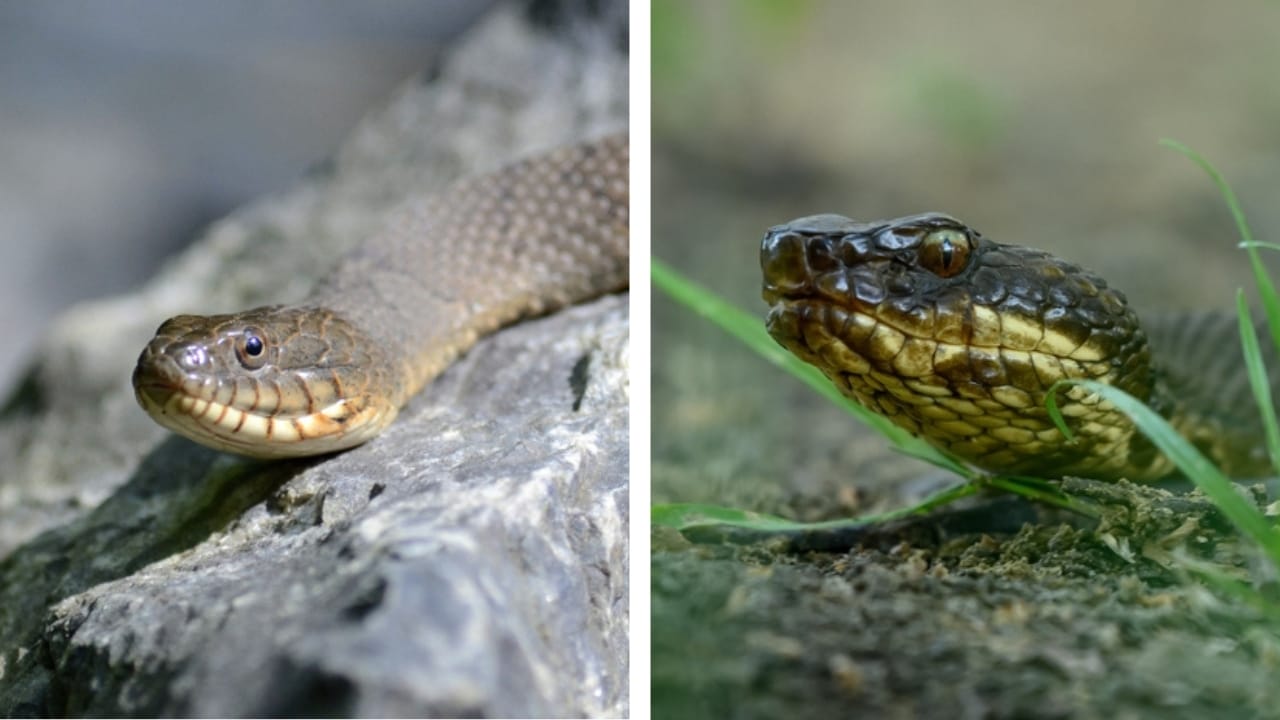 7 Simple Ways to Distinguish Watersnakes from Cottonmouths
