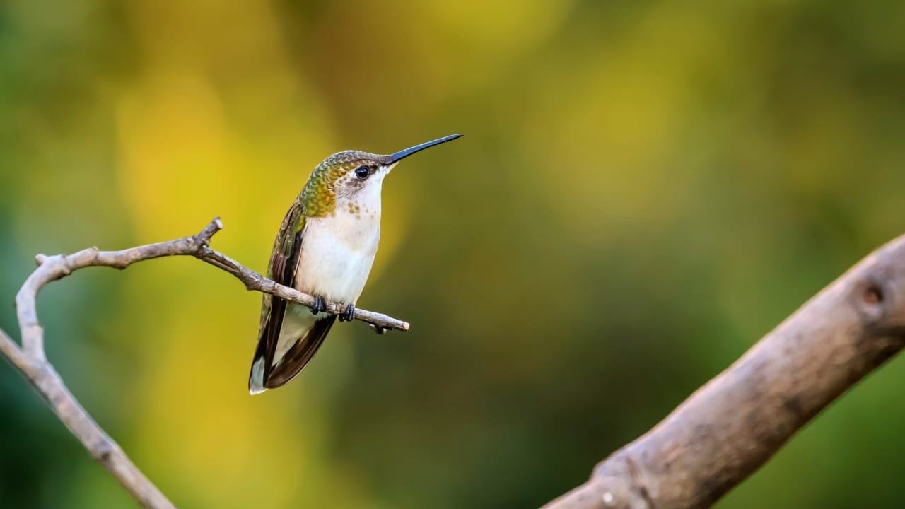 6 Hummingbird Facts Most People Don't Know
