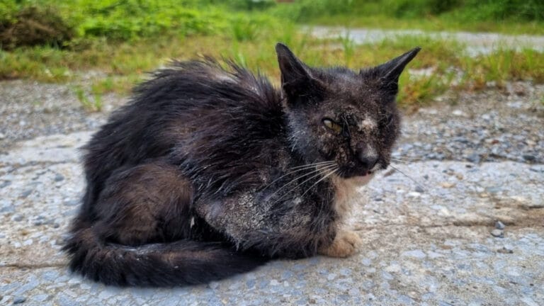 15 Signs Your Cat is Getting Older (Even if They Don’t Show it)