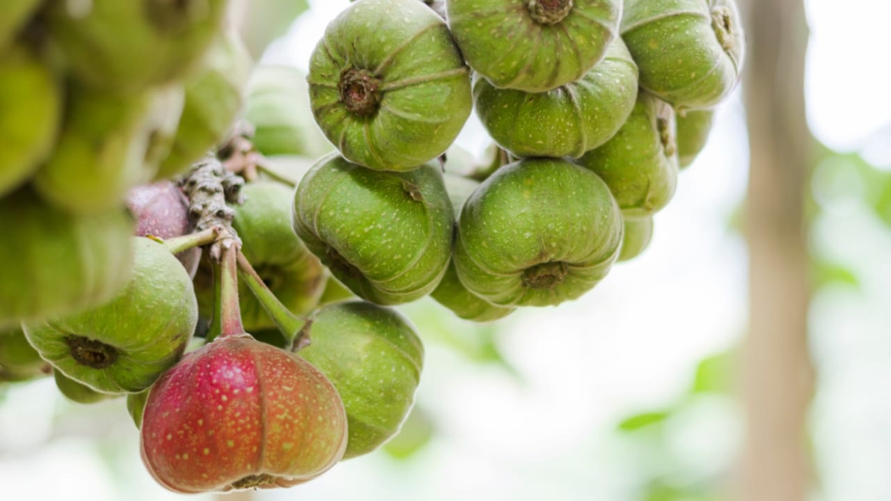 Grow Juicy Figs That Last Decades: 13 Steps to Start Now