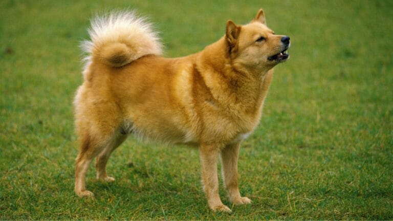 10 Facts About the Finnish Spitz Dog Breed That Makes Them Unique