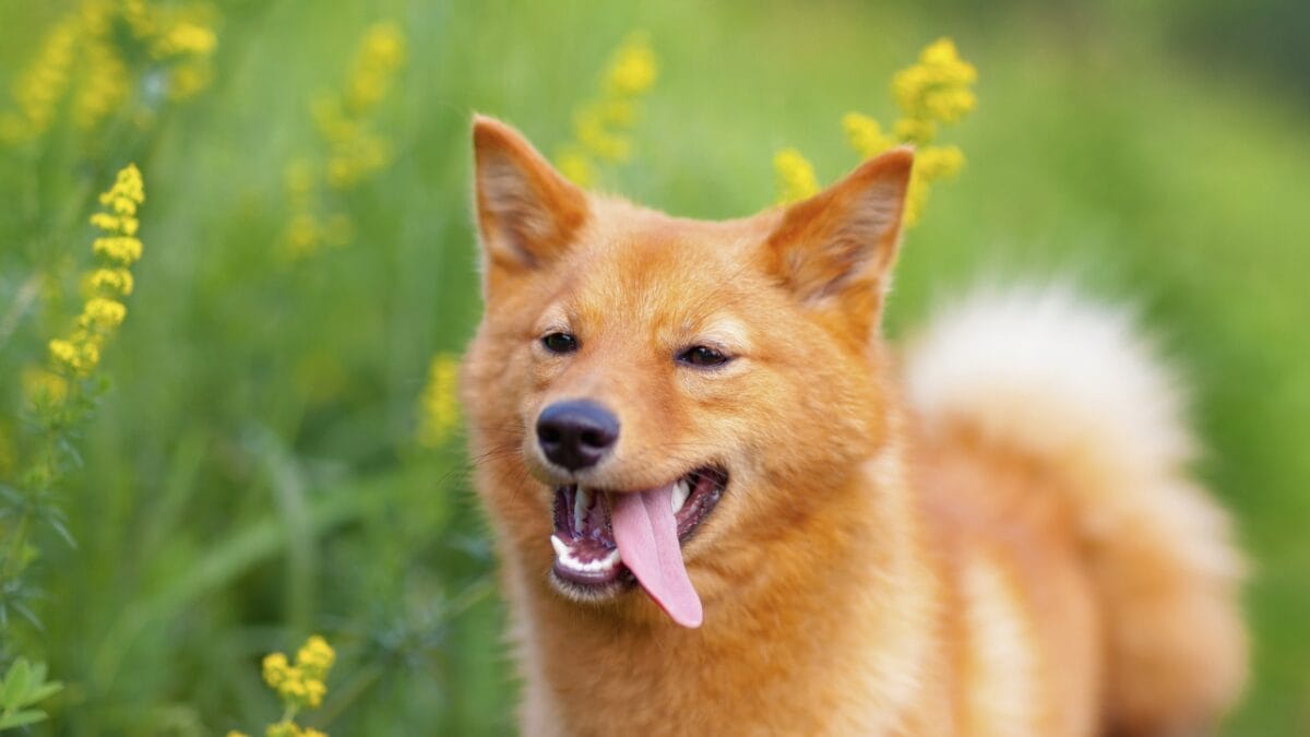 10 Facts About the Finnish Spitz Dog Breed That Makes Them Unique