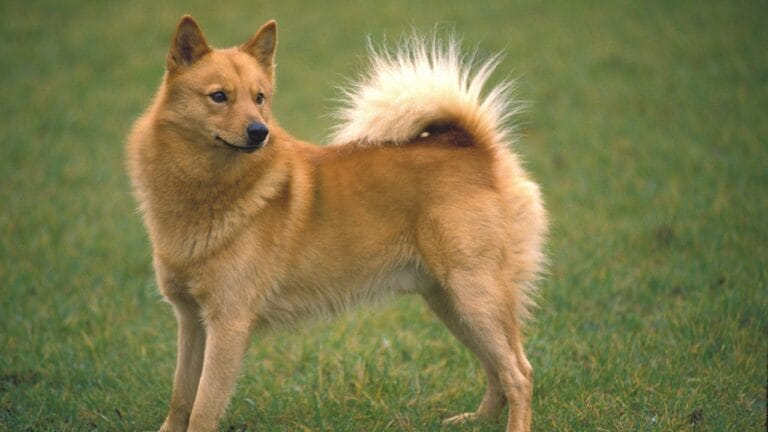 10 Facts About the Finnish Spitz Dog Breed That Makes Them Unique