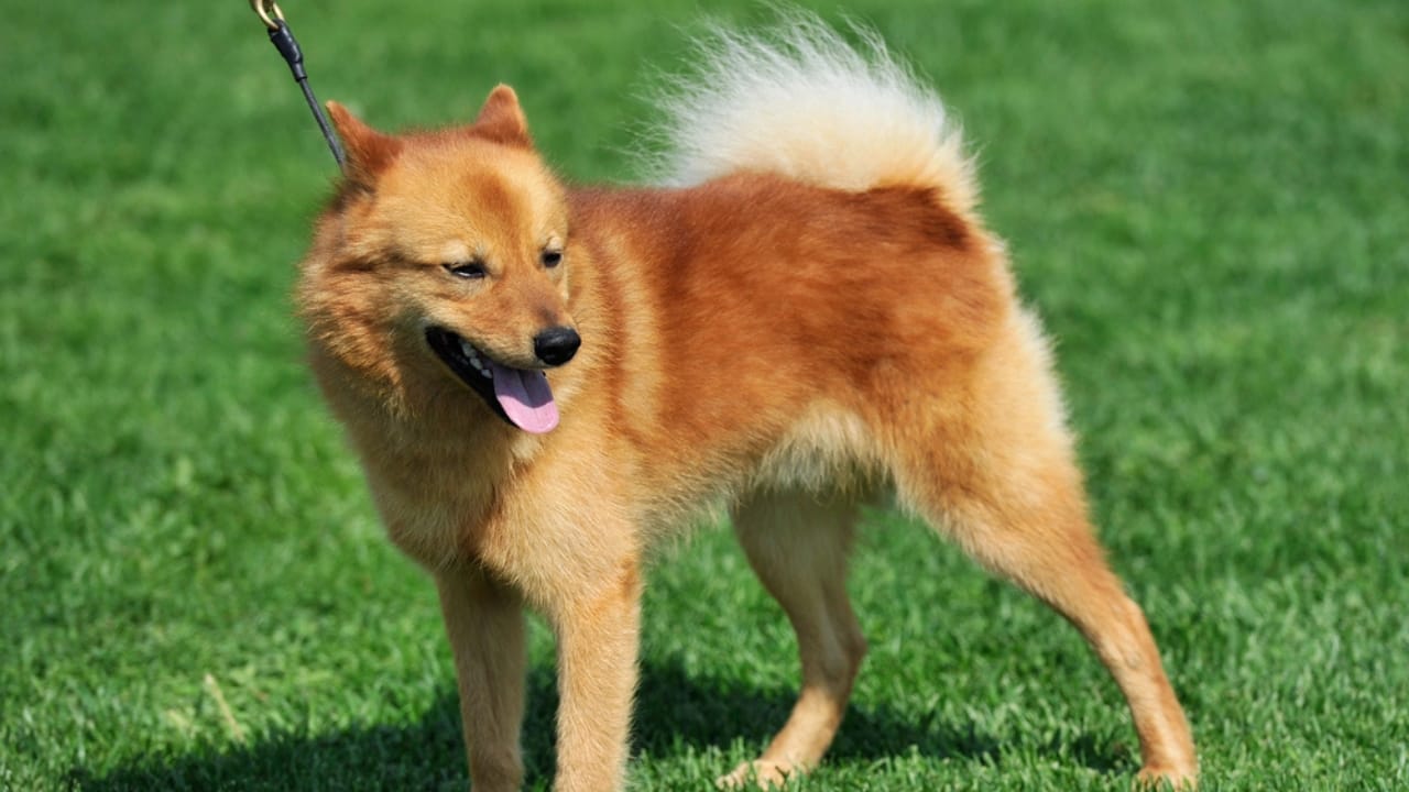 10 Facts About the Finnish Spitz Dog Breed That Makes Them Unique