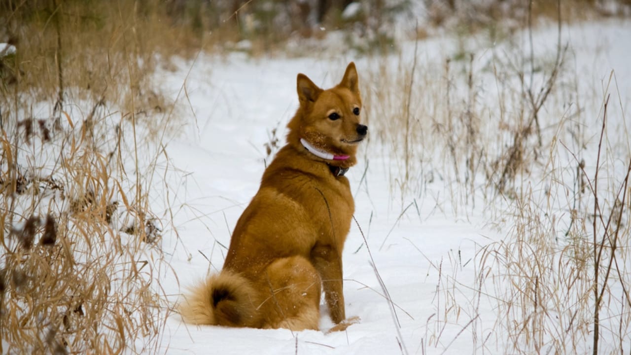 10 Facts About the Finnish Spitz Dog Breed That Makes Them Unique