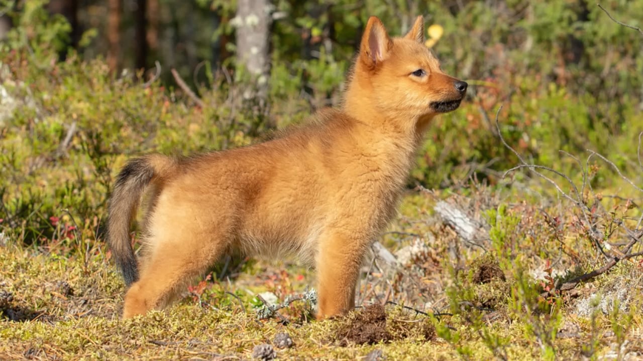 10 Facts About the Finnish Spitz Dog Breed That Makes Them Unique