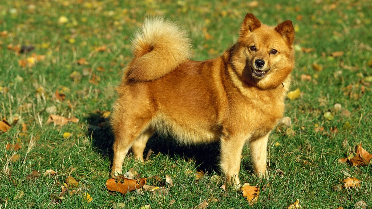 10 Facts About the Finnish Spitz Dog Breed That Makes Them Unique