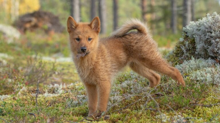 10 Facts About the Finnish Spitz Dog Breed That Makes Them Unique