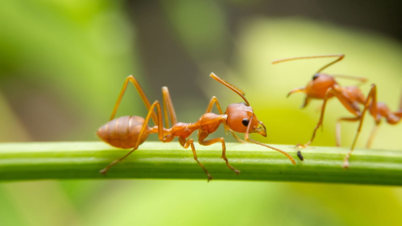 6 Natural Ways to Get Rid of Ants in Your Yard & Driveway