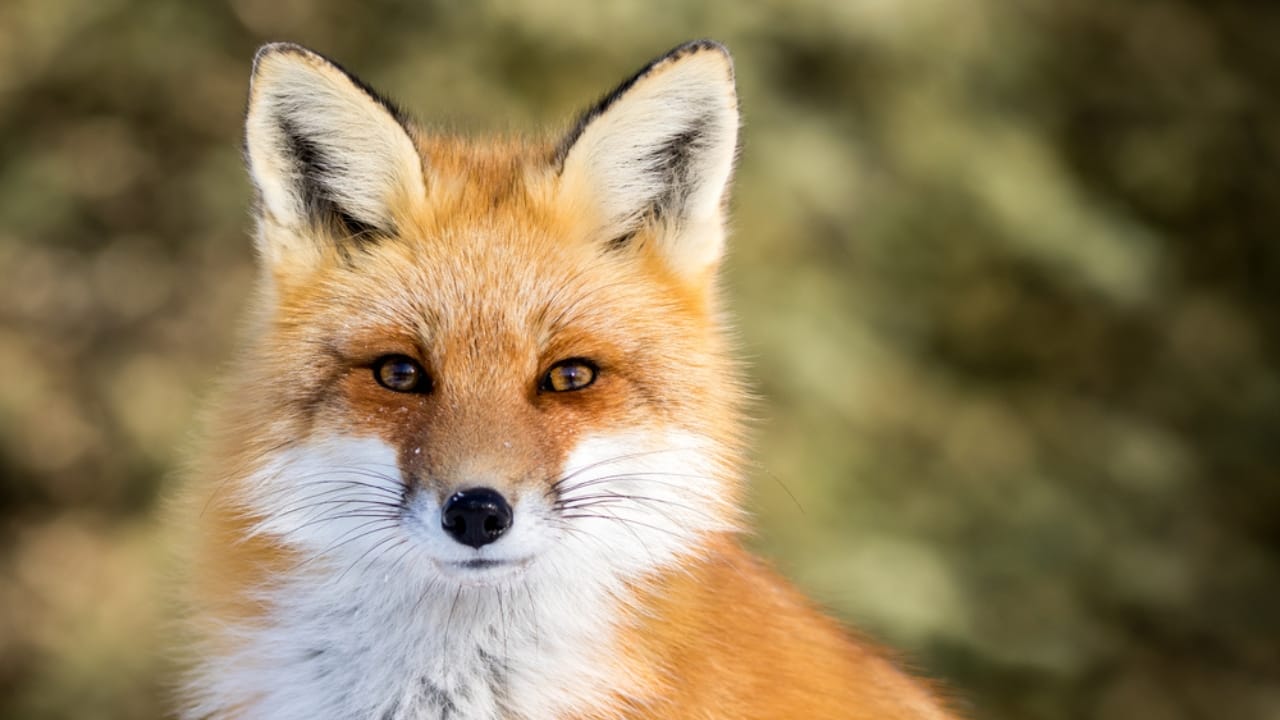15 U.S. States Where You’re Most Likely to Spot a Fox
