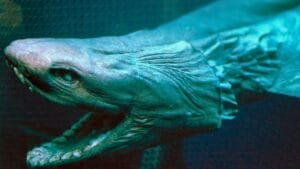 19 Real Sharks That Look Like They Belong in Science Fiction