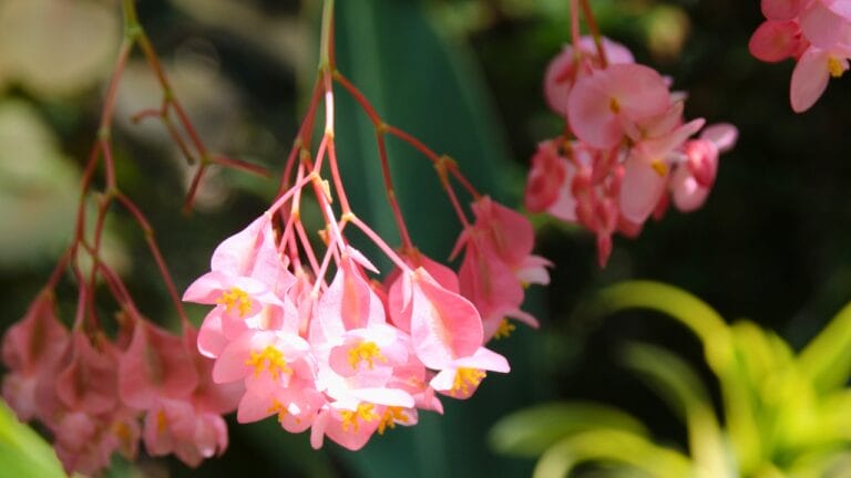 11 Plants with Heart-Shaped Leaves to Fall in Love With
