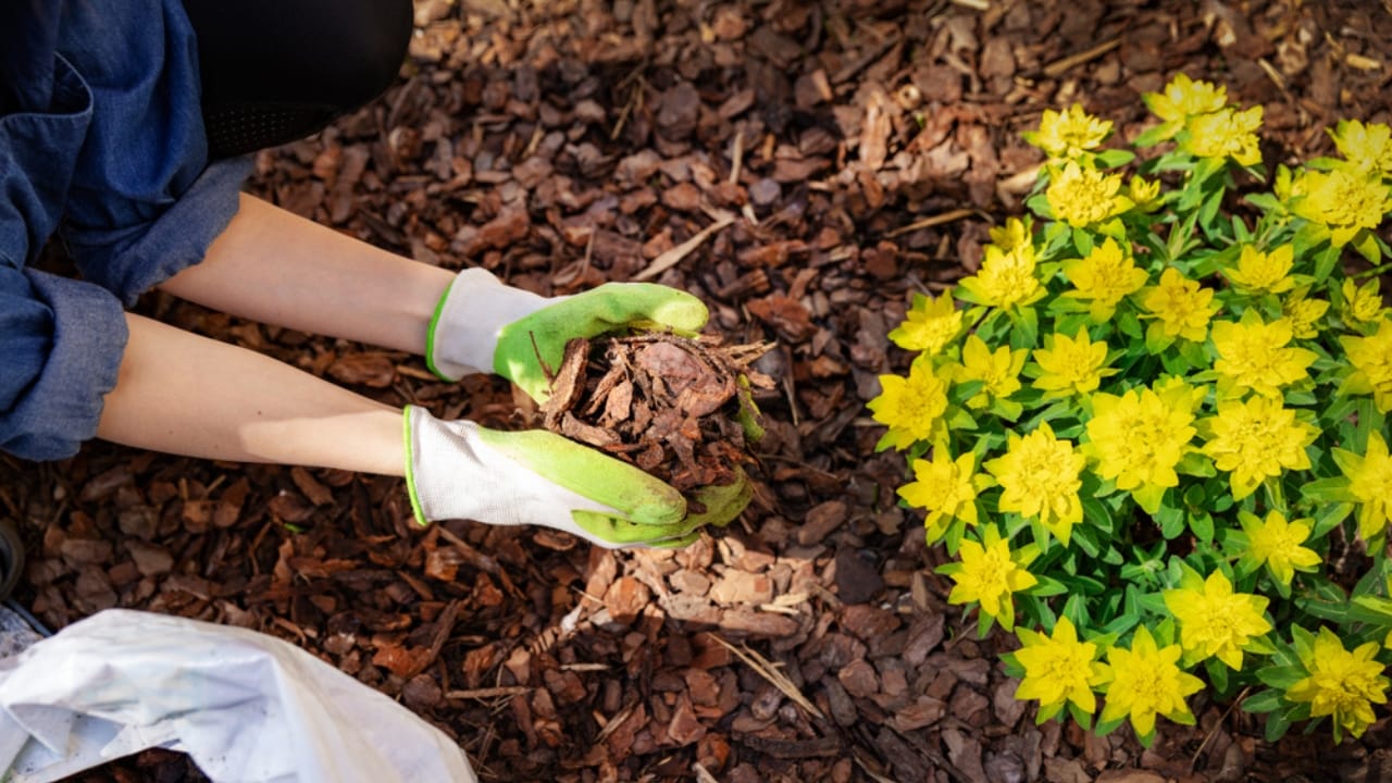 10 Organic Weed Control Methods for a Thriving Perennial Garden