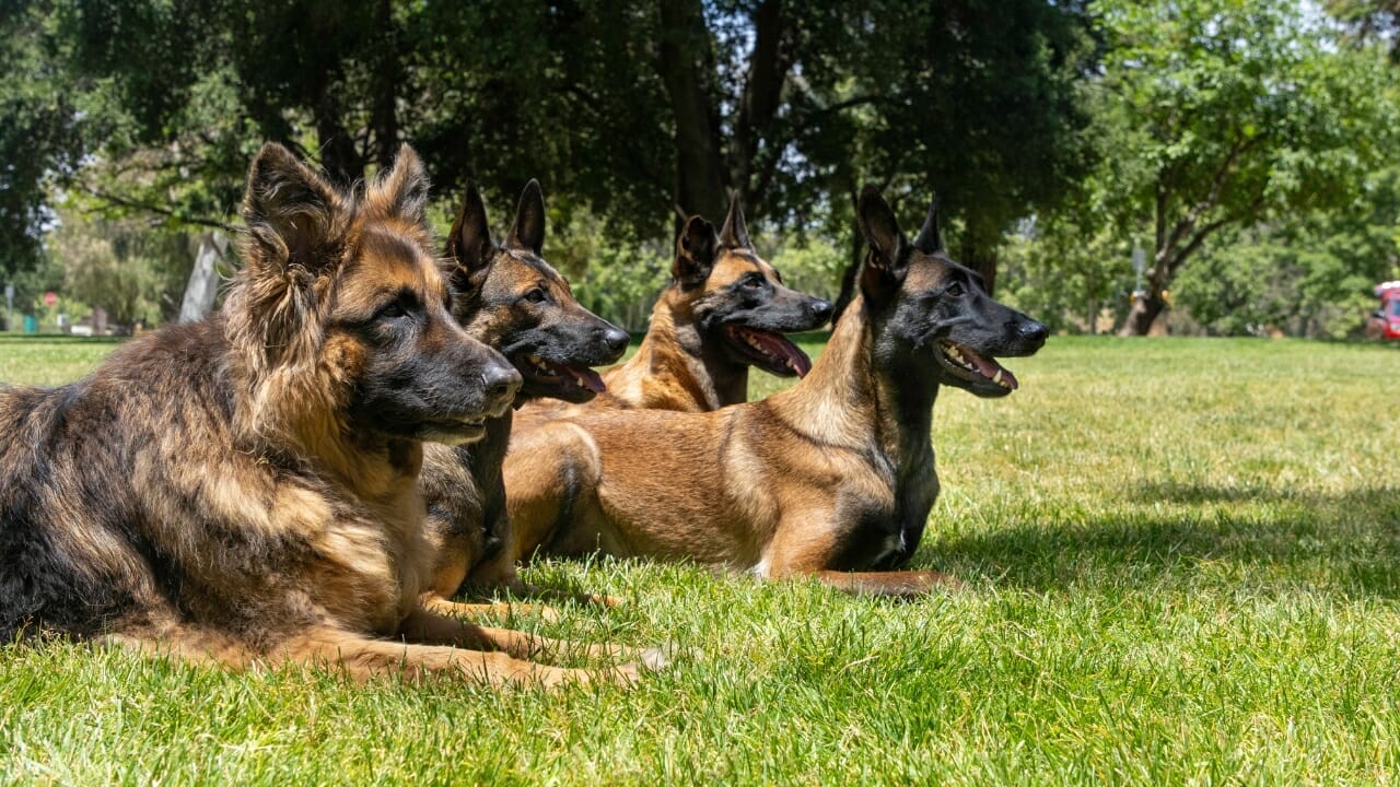 48 German Dog Commands Every Owner Should Know